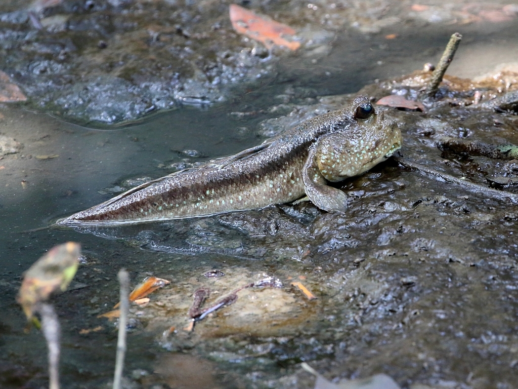 Giant Mudskipper (Periophthalmodon schlosseri) - Marine Life Identification