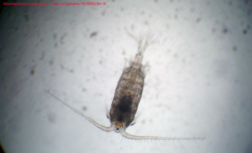 Genus Mixodiaptomus · iNaturalist