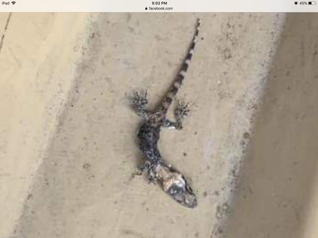 Mediterranean House Gecko from S Broad St, Lititz, PA, US on October 27 ...