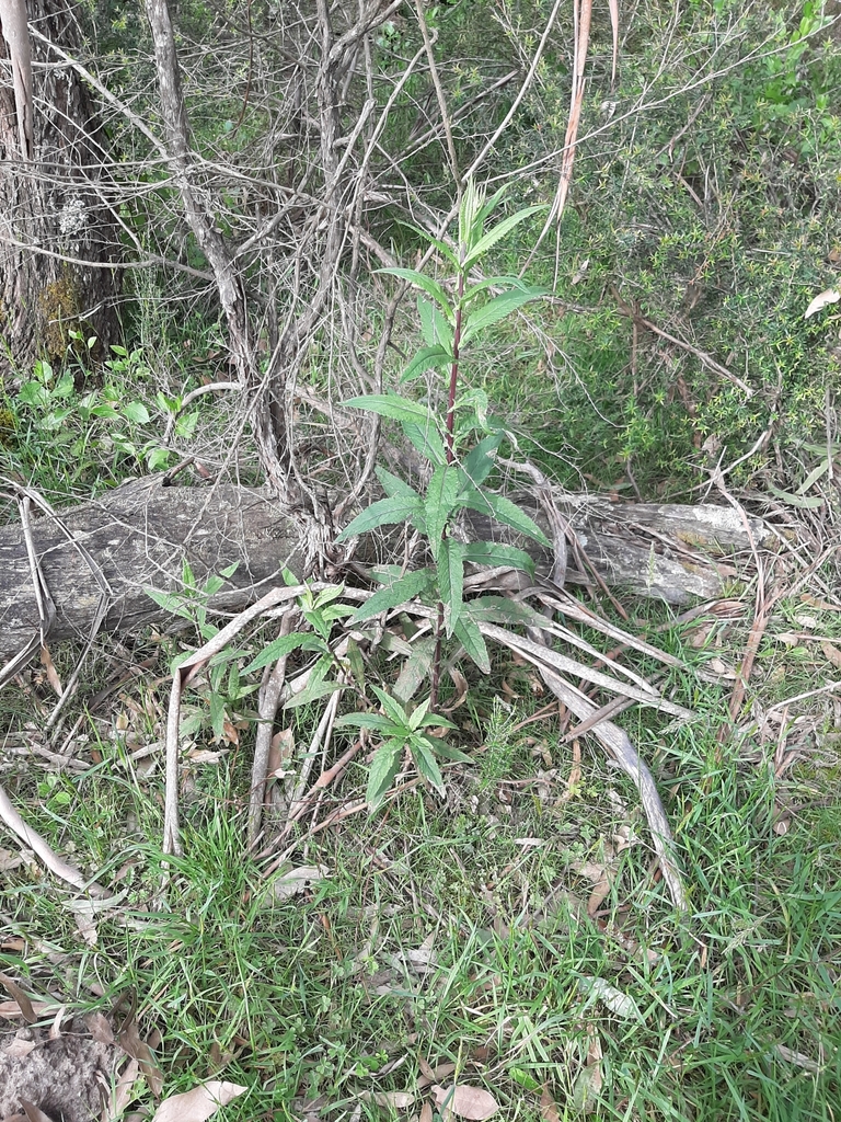 coastal burnweed from Lysterfield on October 27, 2020 at 09:18 PM by ...