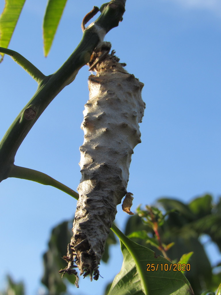Bagworm Moths from Sta Lucia, 71228 Santa Lucía del Camino, Oax ...