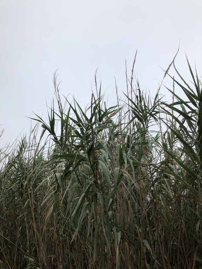giant reed from County Road 120, Floresville, TX, US on October 27 ...