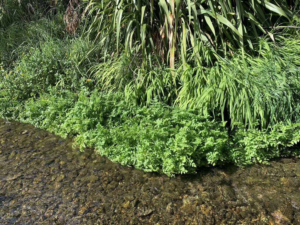 Java water-dropwort from Seaview Cemetery, Stoke, Nelson, NZ on October ...