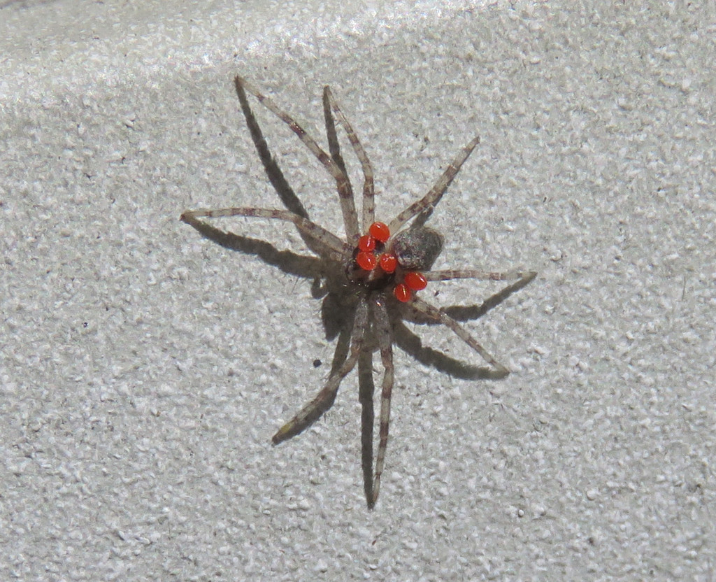Philodromus in May 2020 by Bennie Saylor · iNaturalist