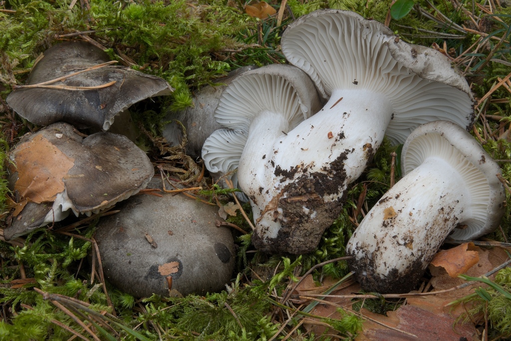 March Waxy Cap (Simon and Shuster's Guide To Mushrooms) · iNaturalist
