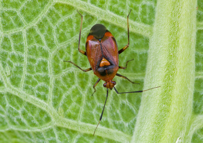red-spotted plant bug from Sinca, Romania on July 5, 2016 at 04:04 PM ...