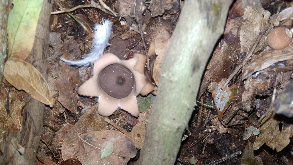 Geastrum javanicum from Escuinapa, MX-SI, MX on September 22, 2020 at ...