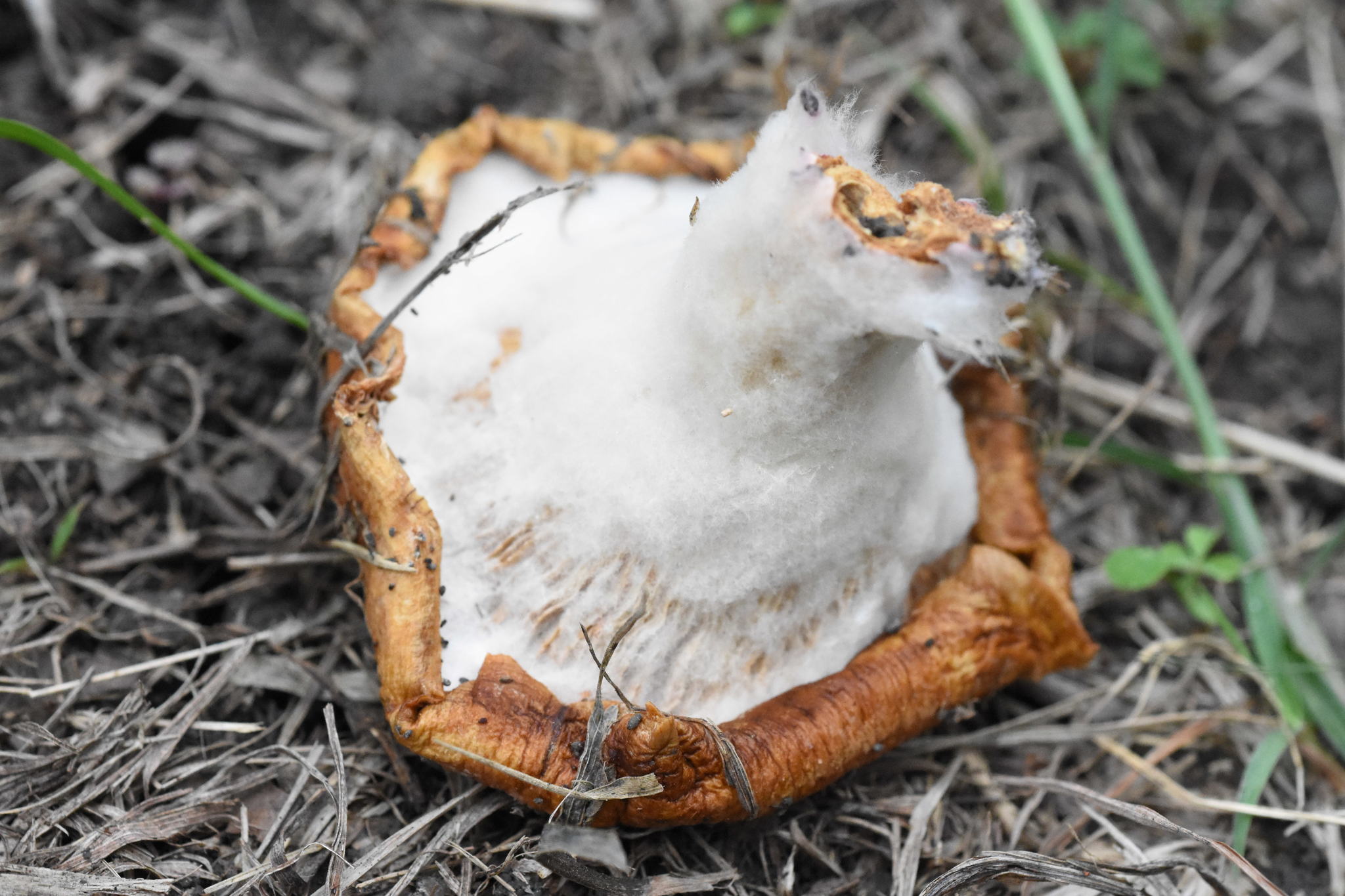 Hypomyces ochraceus (Pers.) Tul. & C.Tul.