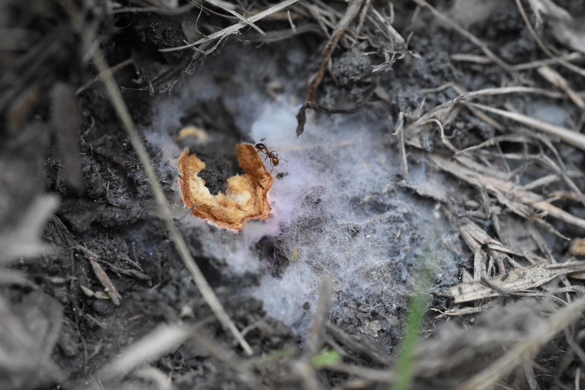 Hypomyces ochraceus (Pers.) Tul. & C.Tul.