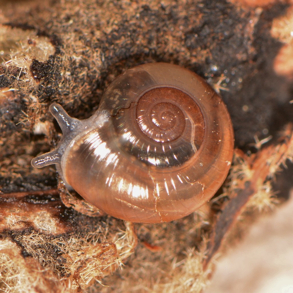 Carved Glyph (Snails of Ontario) · iNaturalist