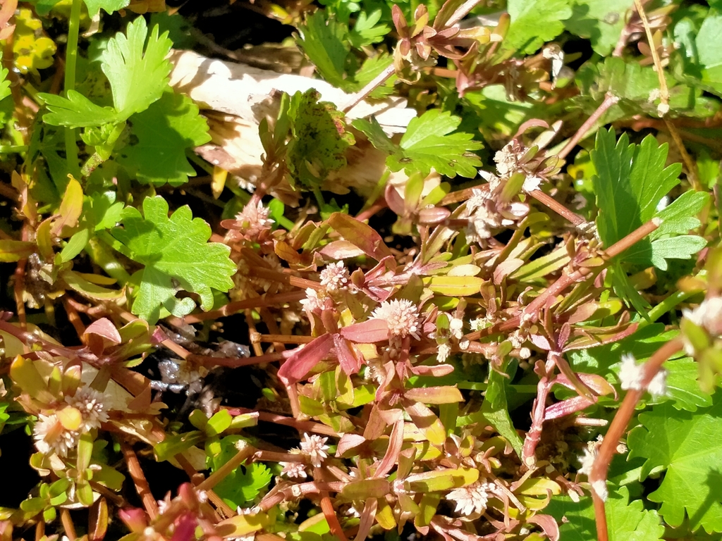 Lesser Joyweed from Northland 0184, New Zealand on October 16, 2020 at ...
