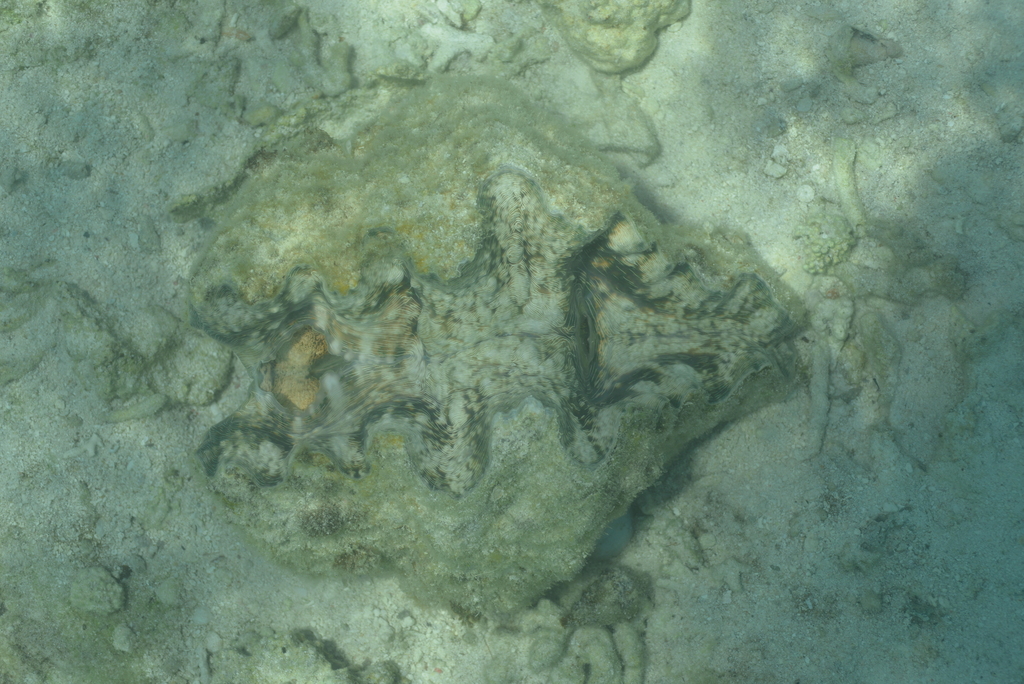 Bear Paw Clam in October 2020 by Pierre-Louis Stenger · iNaturalist