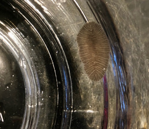 Stylochus zebra · iNaturalist