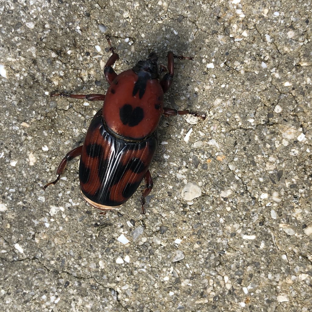 Palmetto Weevil from 16th Ave NE, Naples, FL, US on October 27, 2020 at ...