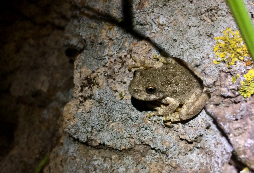 Canyon Tree Frog from Jesús María, Ags., México on October 6, 2020 at ...