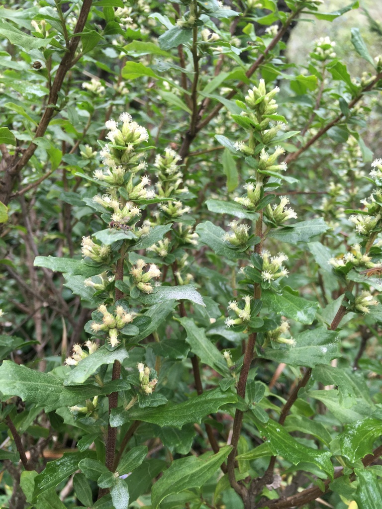 Chaparral Coyote Brush from Pacific County, WA, USA on October 1, 2020 ...