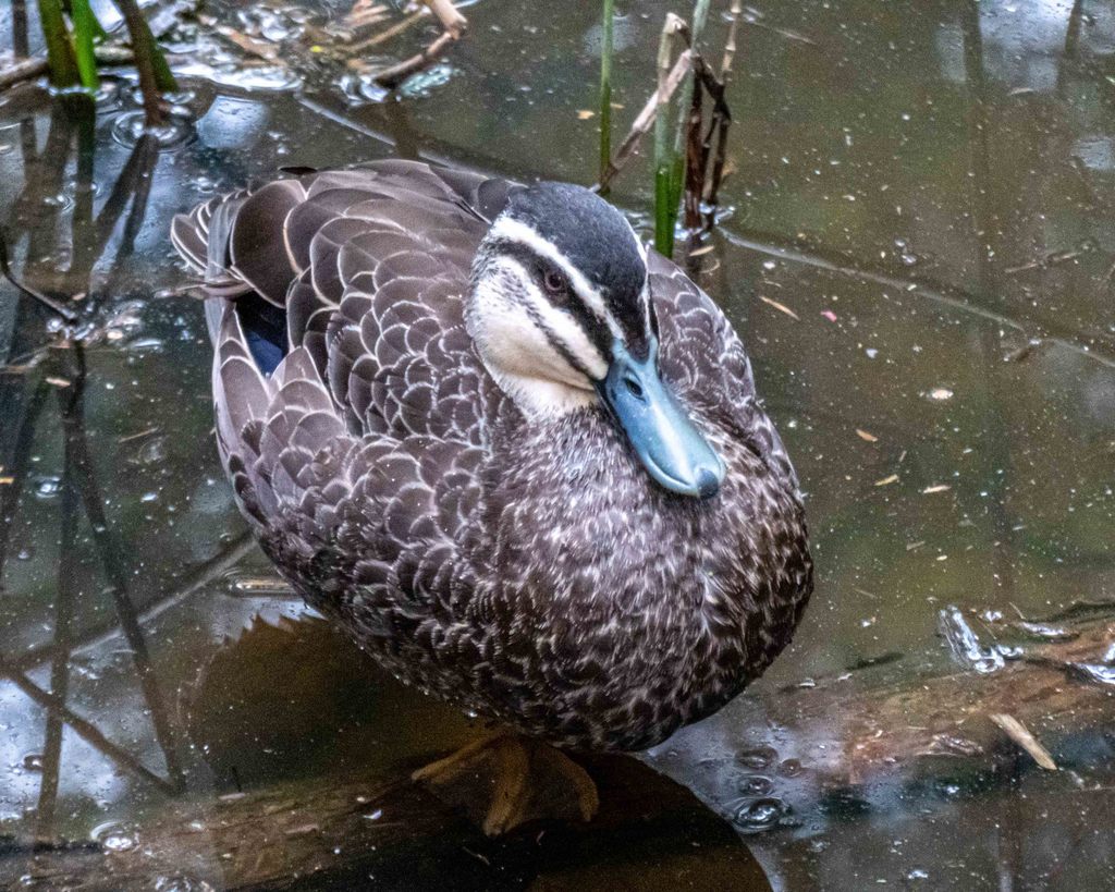 Pacific Black Duck × Mallard from Blackburn Lake Sanctuary VIC 3130 ...