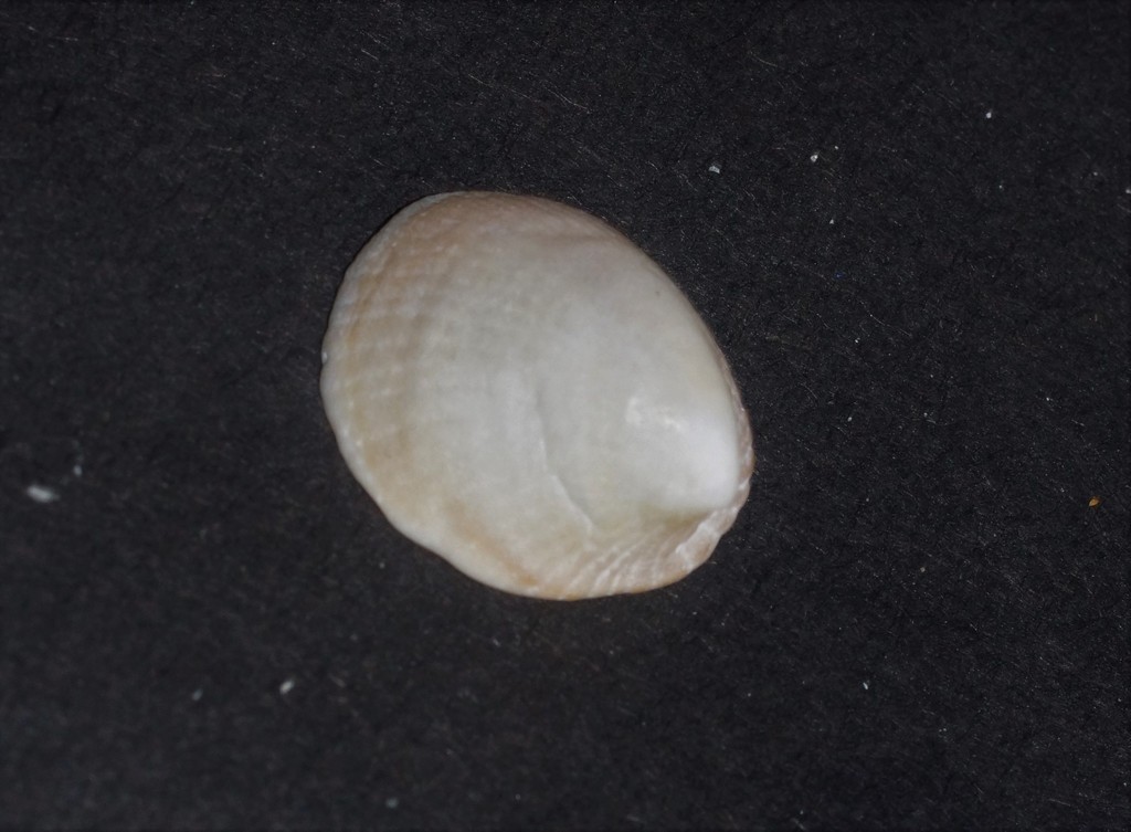 Cone-shaped Hoof Shell from Port Fairy VIC 3284, Australia on October ...