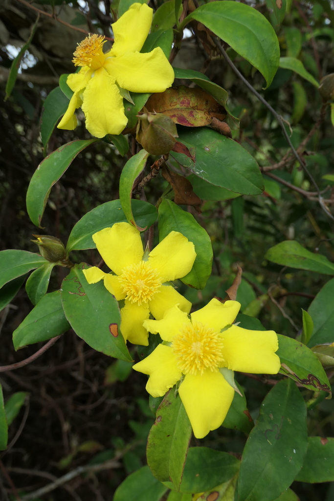 Climbing Guinea flower from Byron Bay NSW 2481, Australia on October 27, 2020 at 08:44 AM by ...