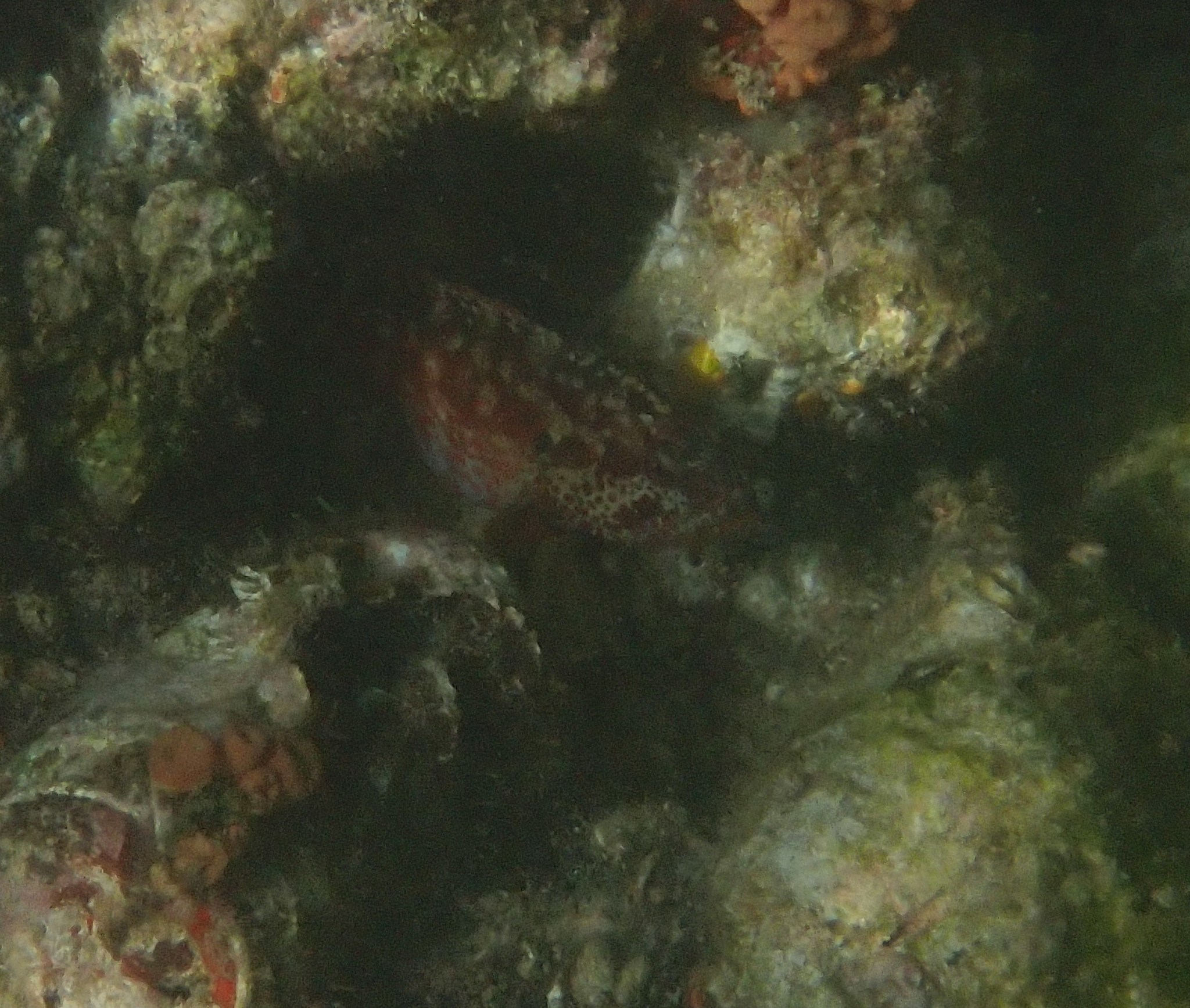 Cephalopholis leopardus (Lacepède, 1801)