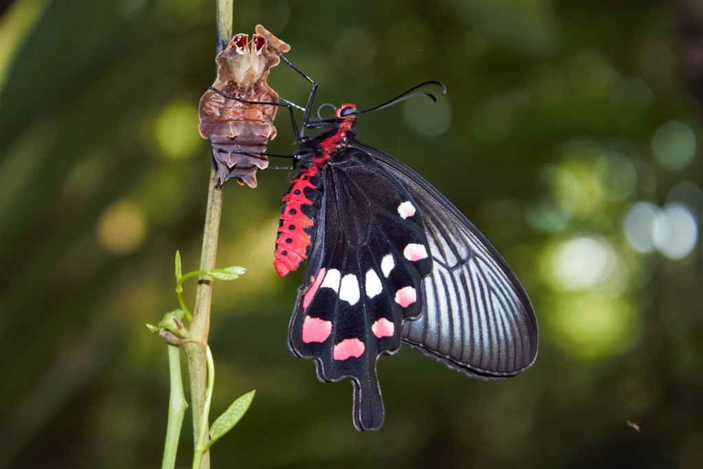Common Rose Swallowtail (Wildlife of GoodEarth Malhar, Bangalore ...