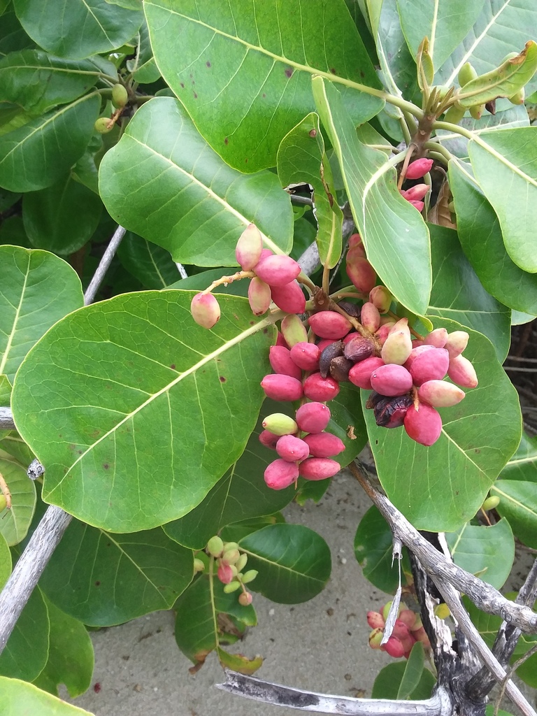 (Terminalia samoensis) - Botanical Realm