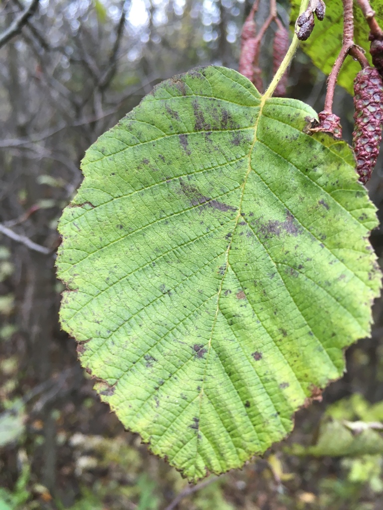grey alder from Parc de la Rivière du Moulin, Saguenay, QC, CA on ...