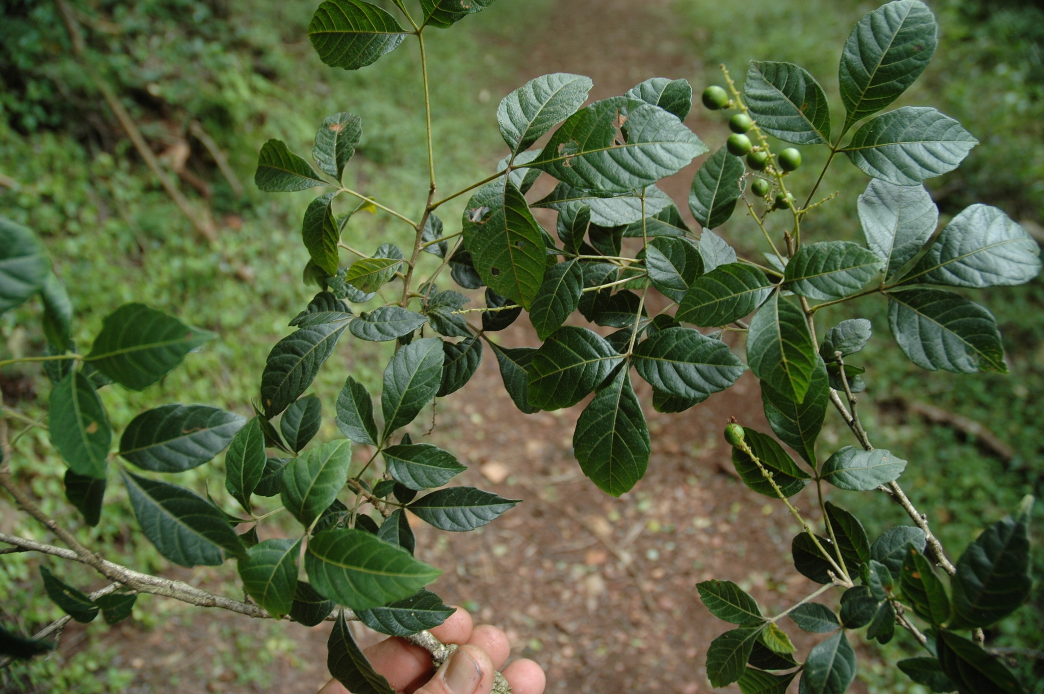 Allophylus africanus P.Beauv.