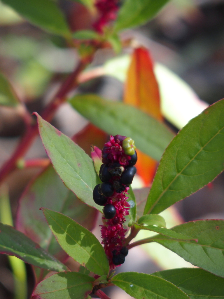 Inkweed from Narrikup WA 6326, Australia on October 17, 2020 at 04:16 ...