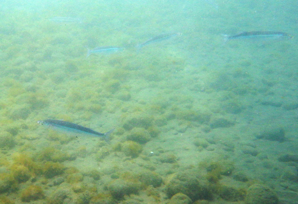Topsmelt (China Cove Organisms) · iNaturalist