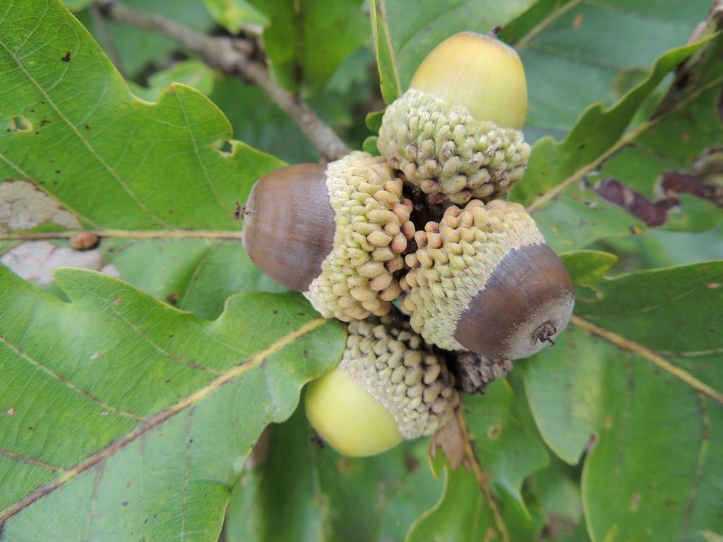 oaks (Quercus) - Botanical Realm