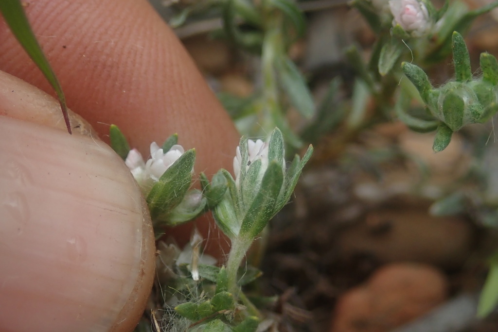 Wild Everlasting from Ehlanzeni, South Africa on October 27, 2020 at 11 ...