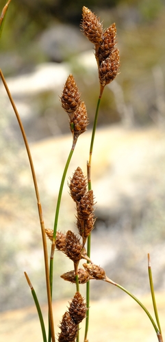 Restio brunneus · iNaturalist United Kingdom