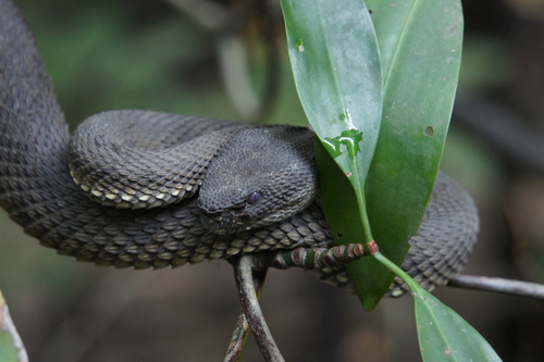 Mangrove Viper (Trimeresurus purpureomaculatus) - Snakes and Lizards