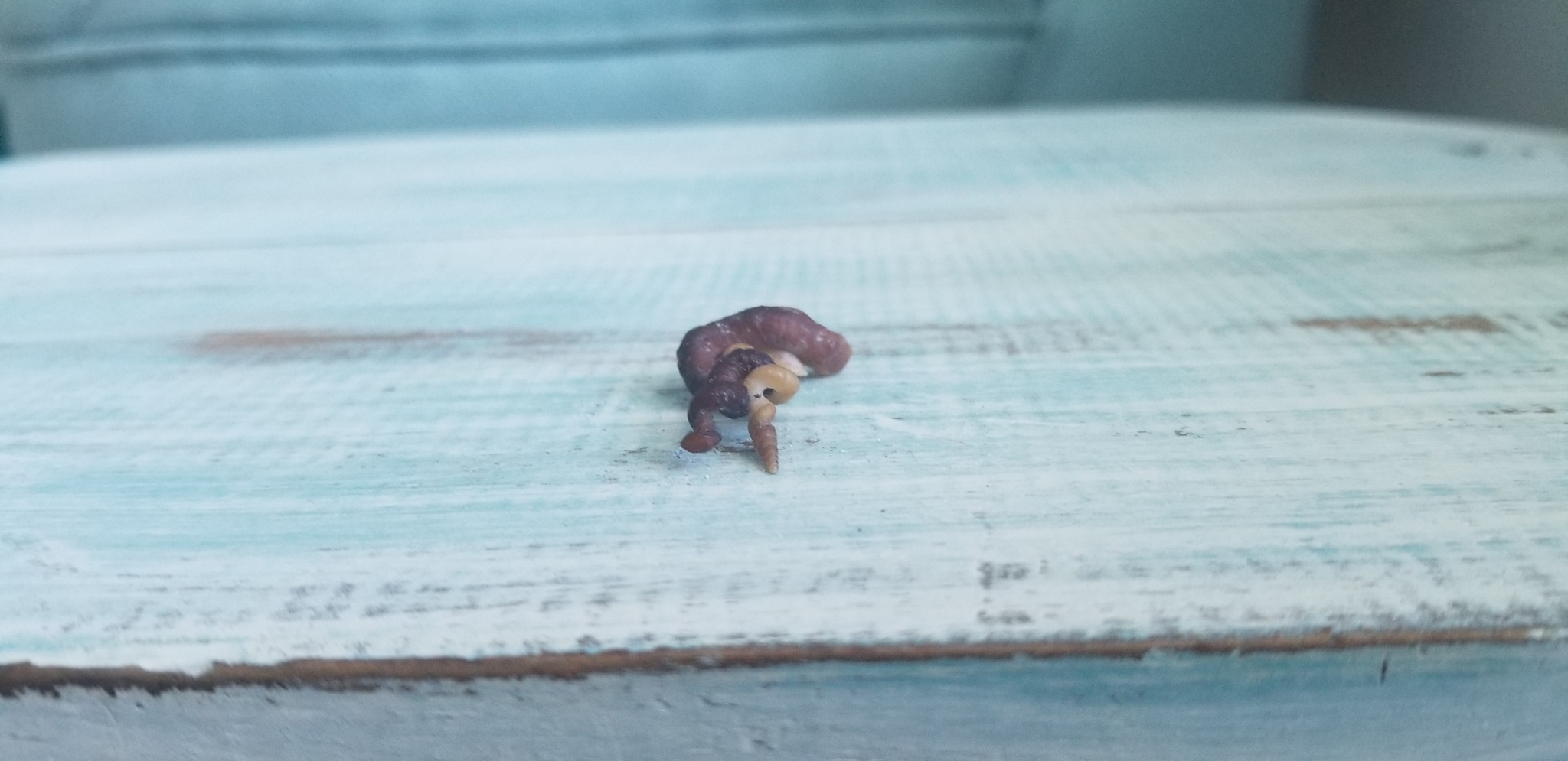 Vermicularia knorrii (Deshayes, 1843)