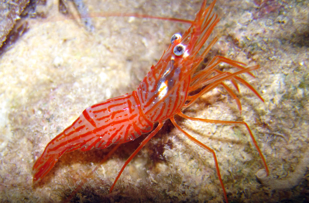 LYSMATA (GENERE) | REEF AQUARIUM