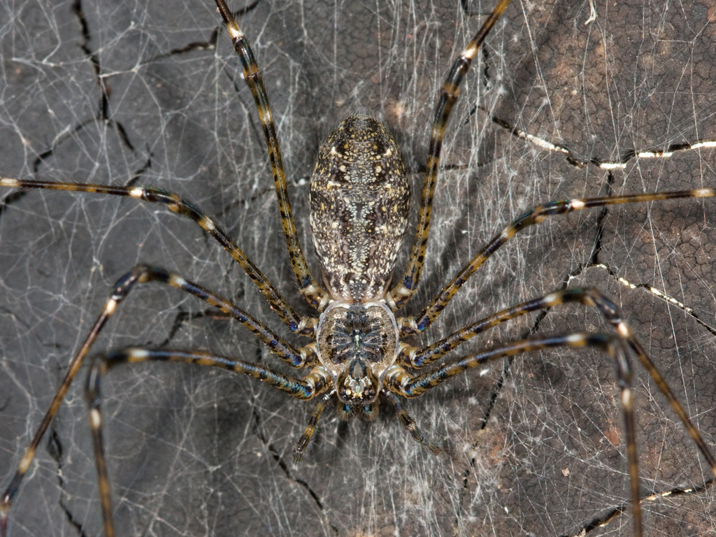 Pocock's Lampshade-web Spider from Swain County, NC, USA on September ...