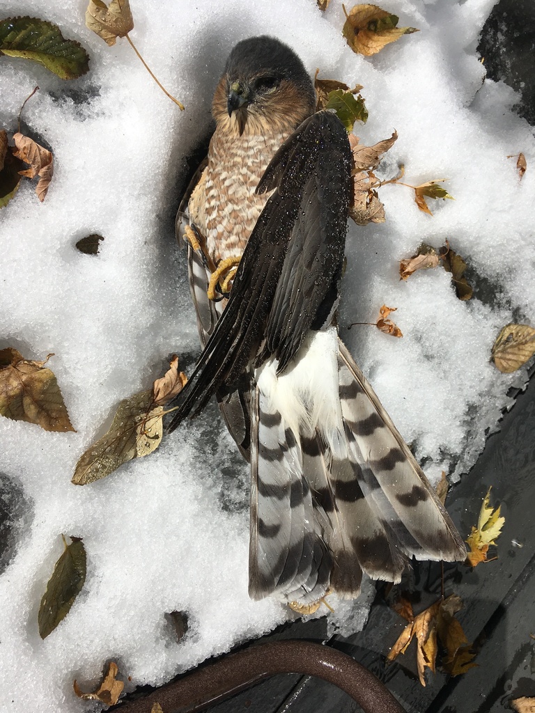 Sharp-shinned Hawk from Milburn Ave, NE, US on October 28, 2020 at 02: ...