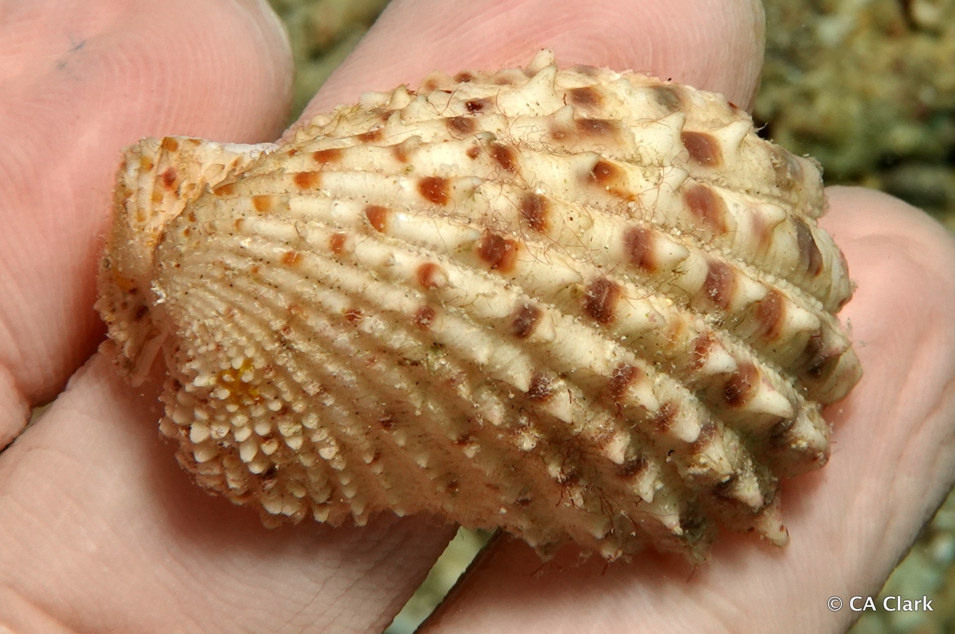 Cardita variegata Bruguière, 1792