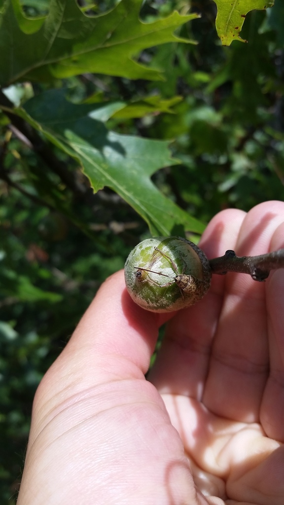 Nut and Acorn Weevils in September 2017 by cwarneke. On the acorn of ...