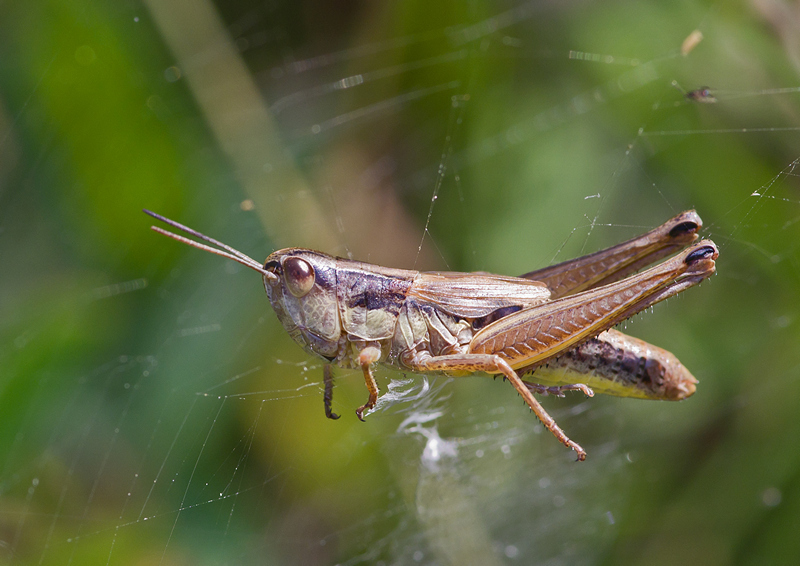 Meadow Grasshopper from Sarateni, Romania on July 09, 2016 at 05:20 PM ...