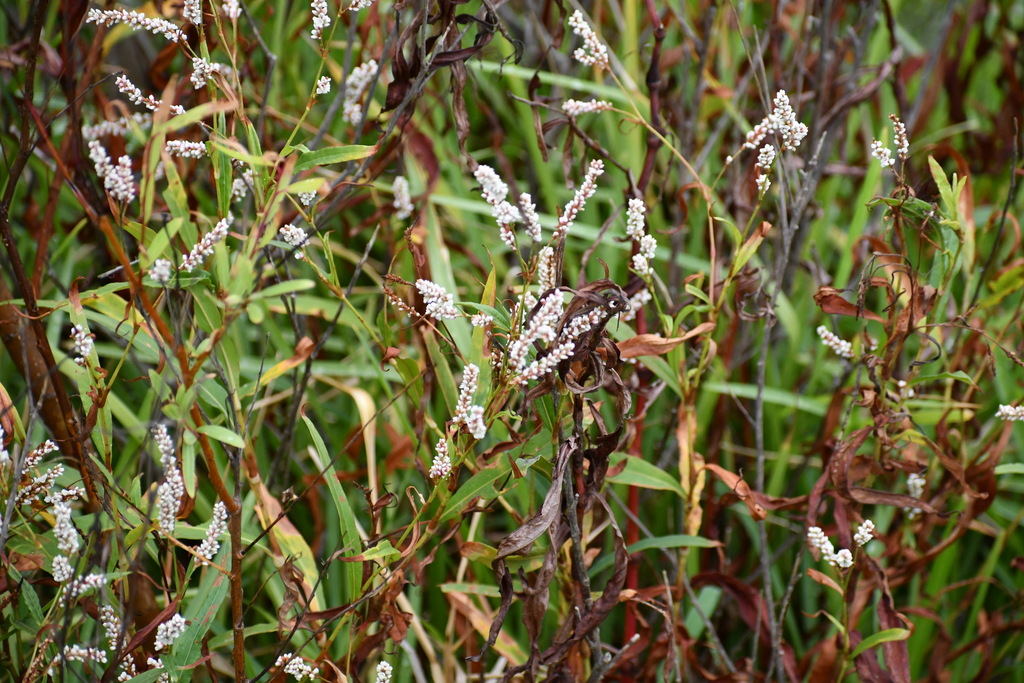 swamp smartweed from Corpus Christi, TX, USA on October 28, 2020 at 10: ...