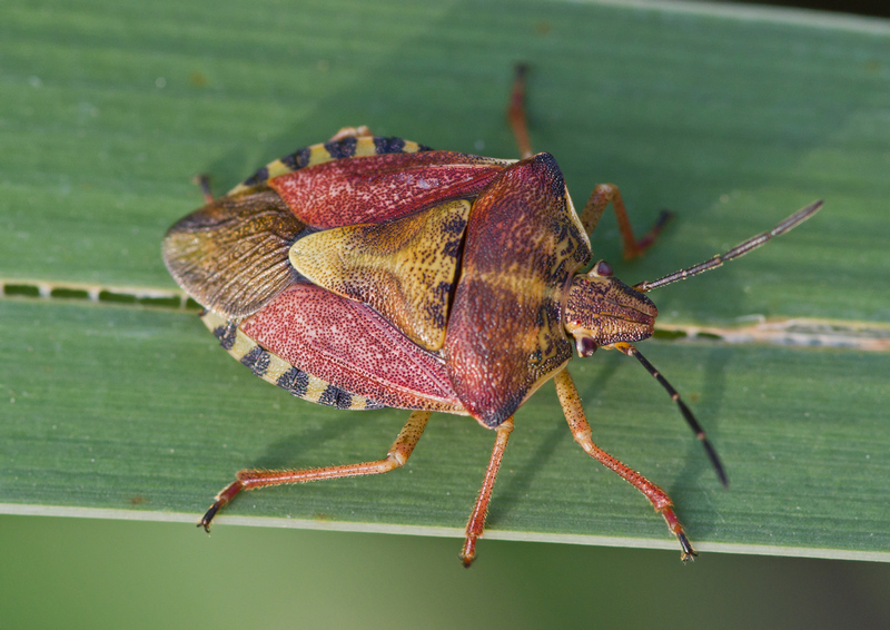 Carpocoris purpureipennis (Hétéroptères Pentatomoidea de France ...