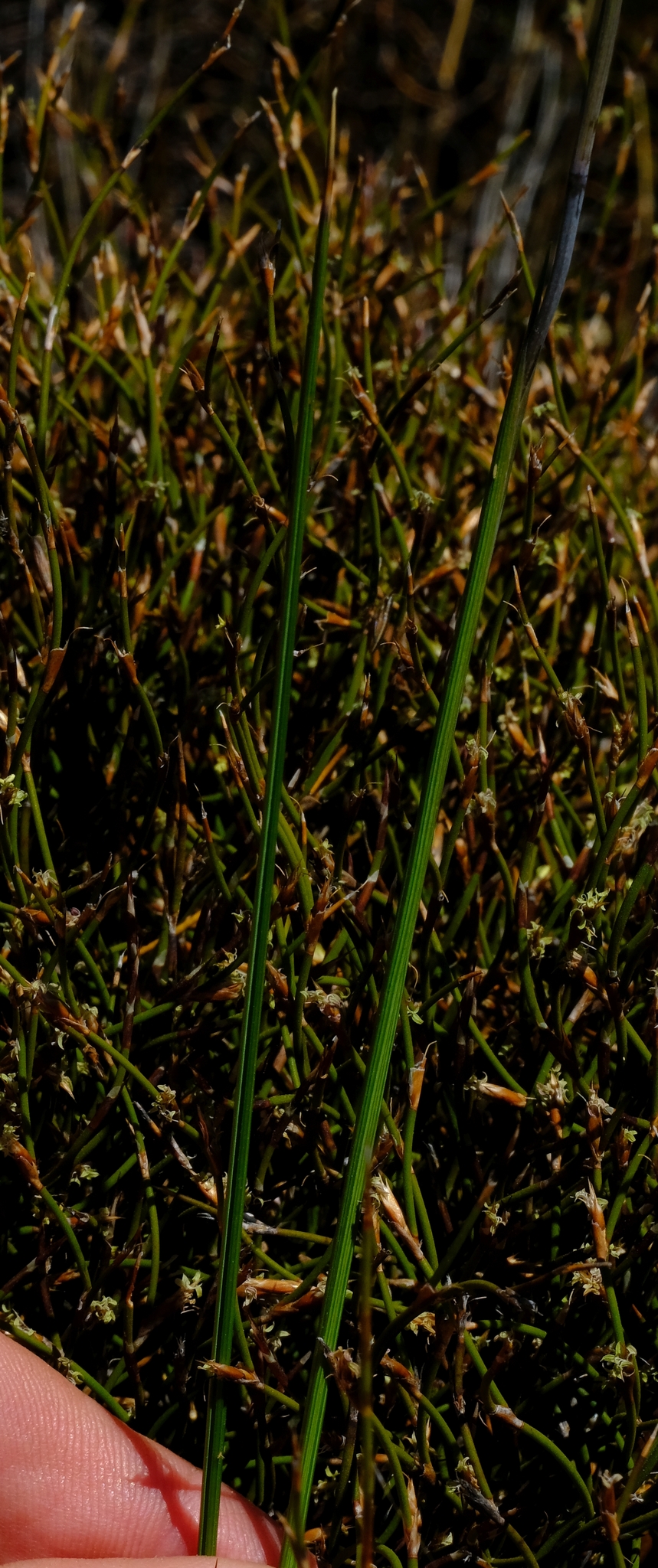 Gladiolus inflatus (Thunb.) Thunb.