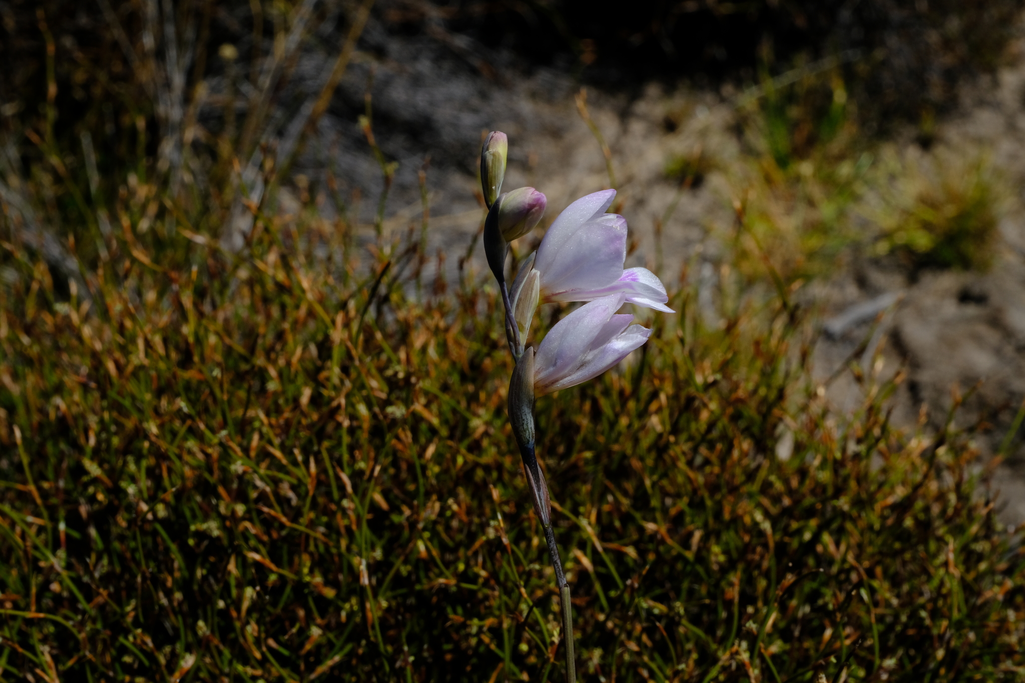 Gladiolus inflatus (Thunb.) Thunb.