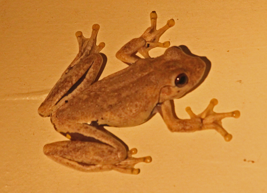 Roth's Tree Frog (ReefBlitz Reptiles & Amphibians ) · iNaturalist