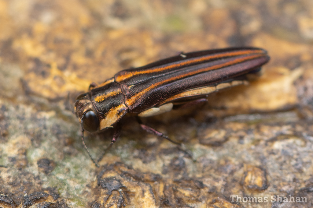 Agrilus cupriventris (Buprestidae (Jewel Beetles) of Southern Africa ...