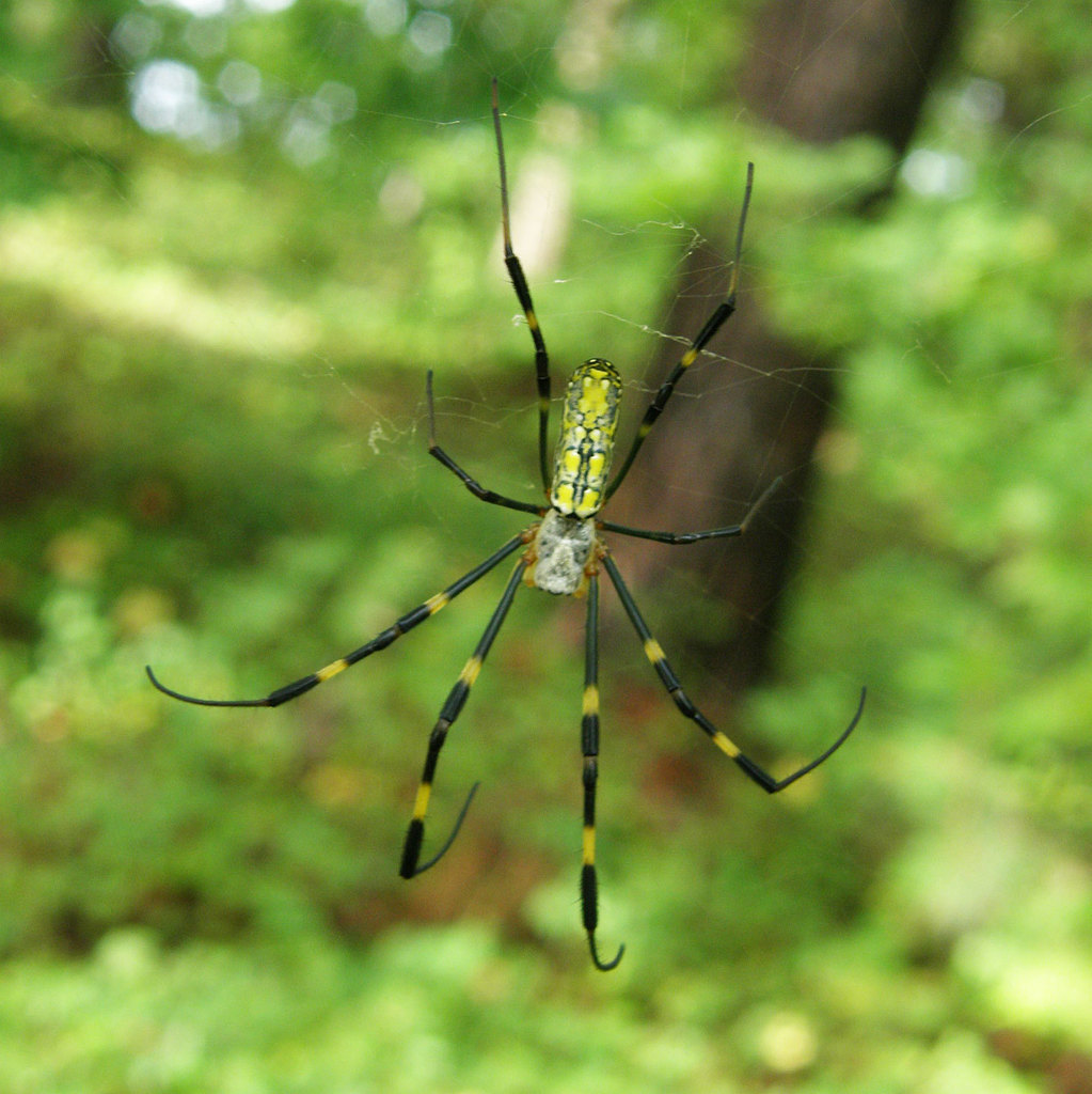 Joro Spider from Winder, GA 30680, USA on September 18, 2020 by Joan ...