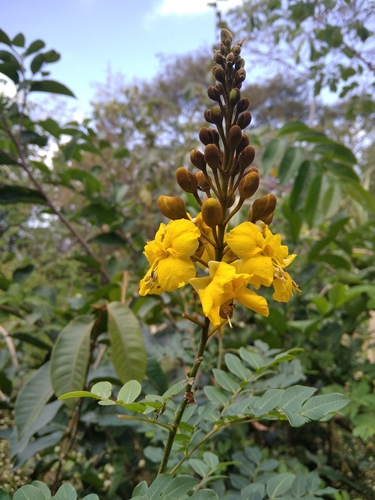 Cenostigma diversifolium · iNaturalist