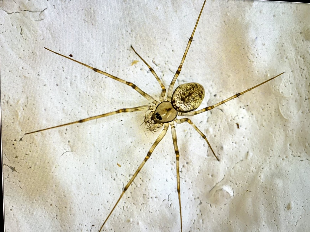 Invisible Spider (Spiders of Silwood) · iNaturalist